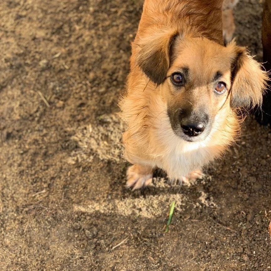 Собачка ищет семью