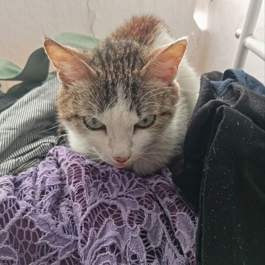 В добрые руки котики собаки