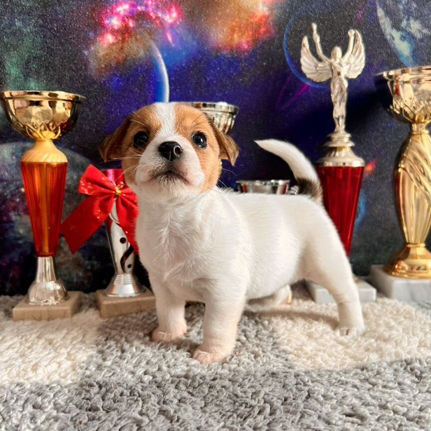 Бомбические девочки Джеки