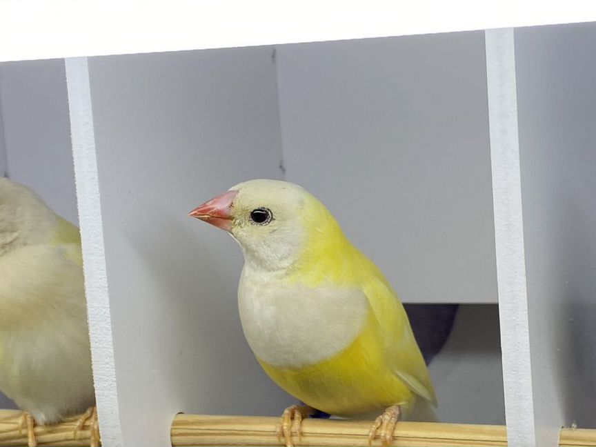 Амадина гульда 2 самочки