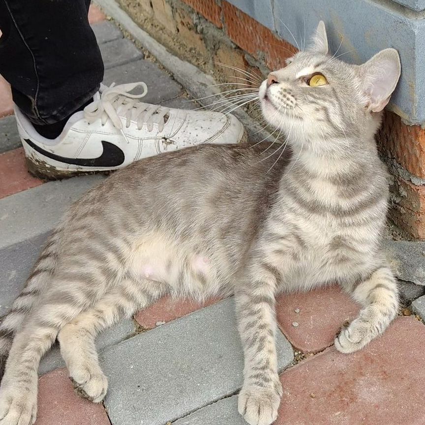 Кошки в добрые руки