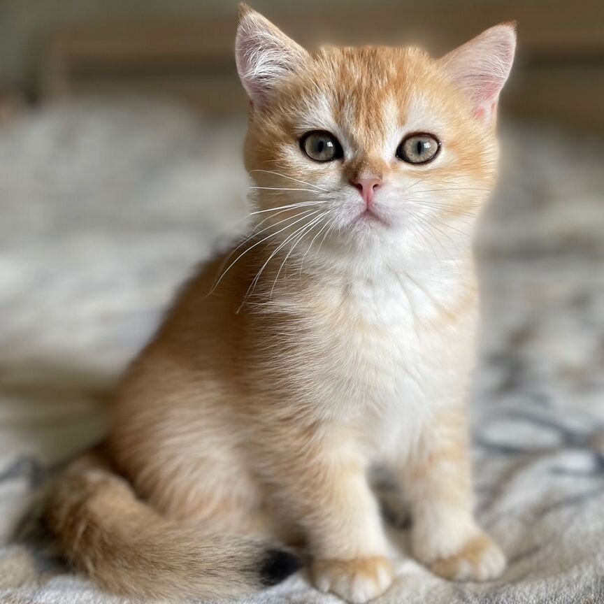 Британский короткошёрстный котёнок