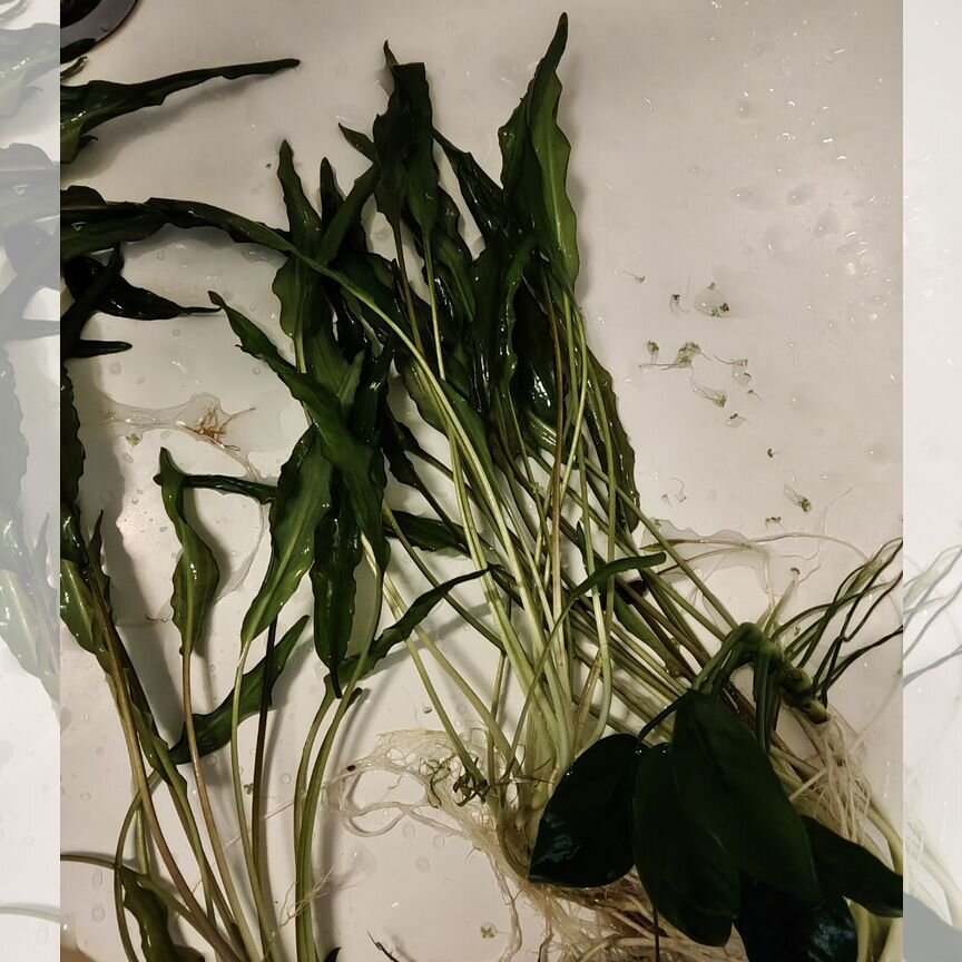 Аквариумные растения прополка