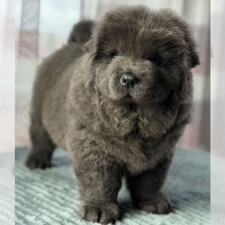 Чау-чау, щенок