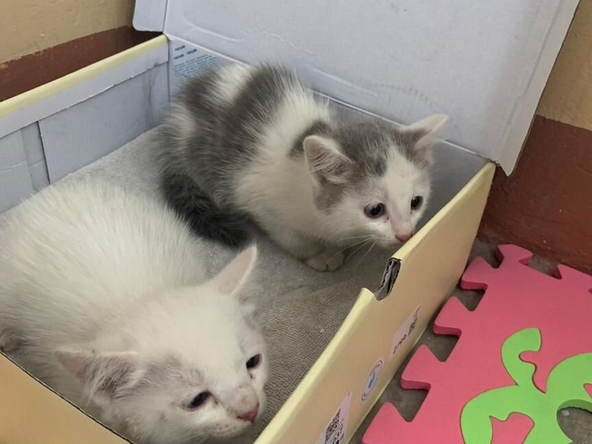 Котята в добрые руки 1 месяц