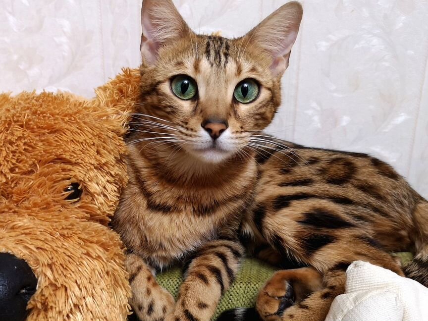 Бенгальская кошка ищет жениха