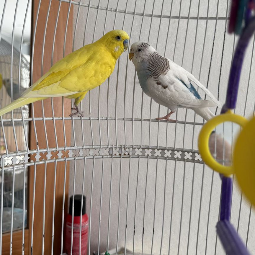 Попугай неразлучники