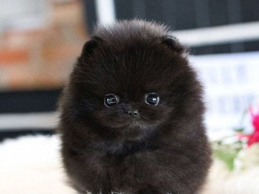 Эксклюзивный померанский щенок мини