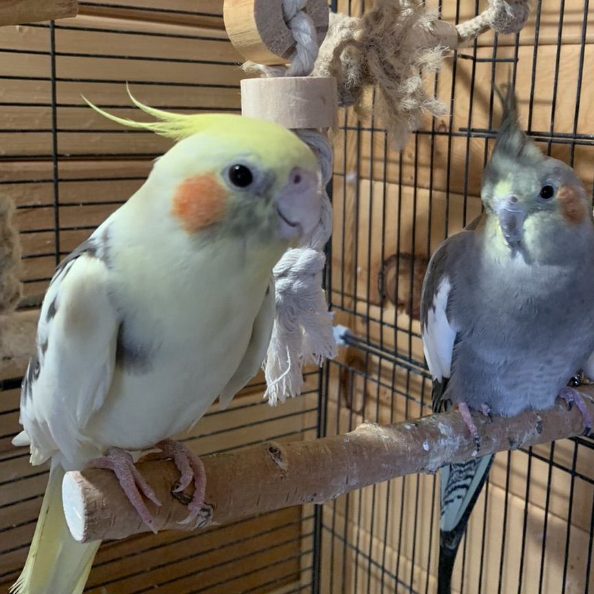 Попугаи корелла пара