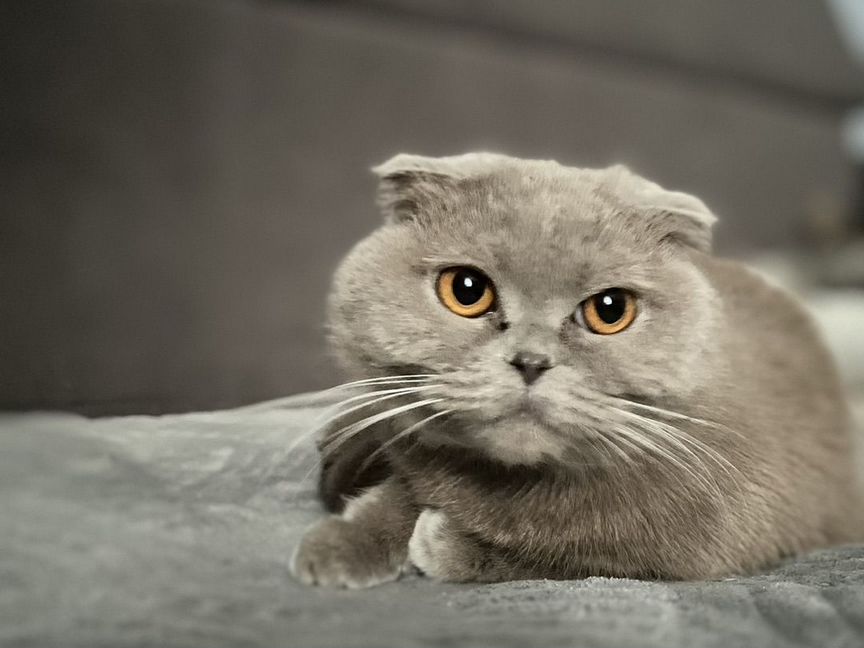 Шотланская кошка, бесплатно