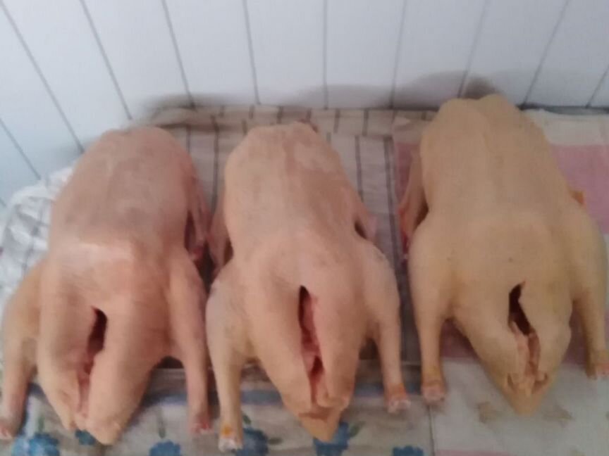 Продаются гуси