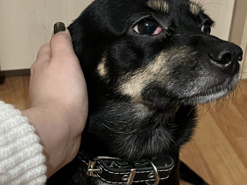 Собака