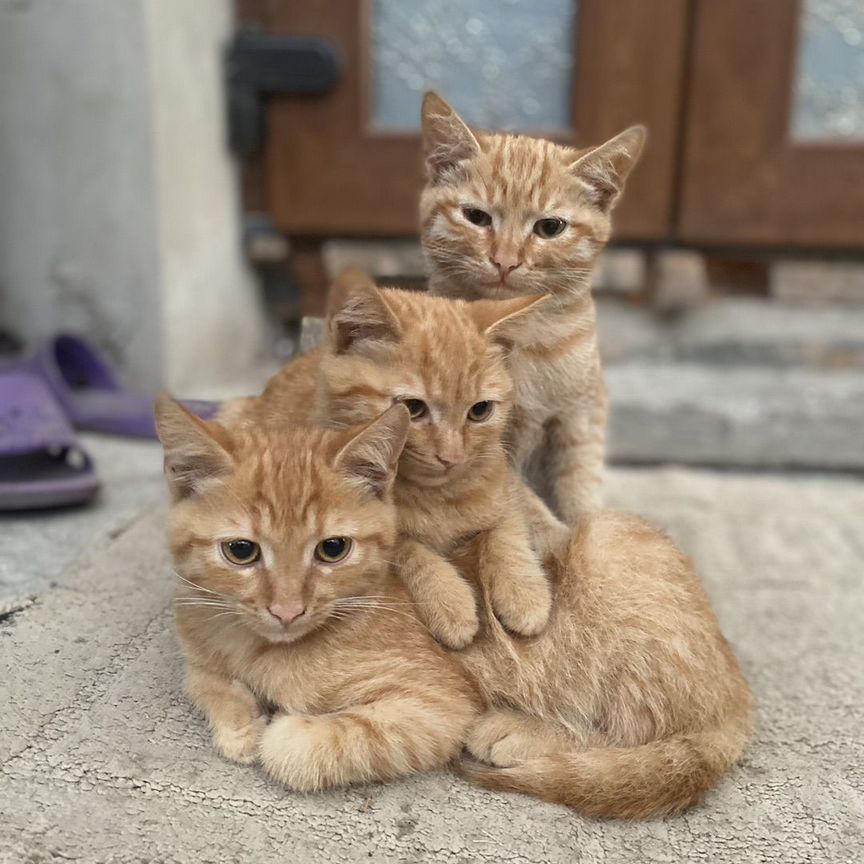 Отдам в добрые руки котят,игривые,ласковые