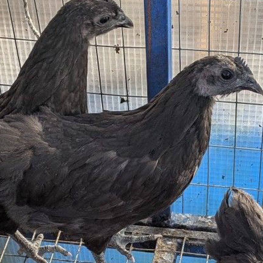 Куры уйхейлюй 2х месячные