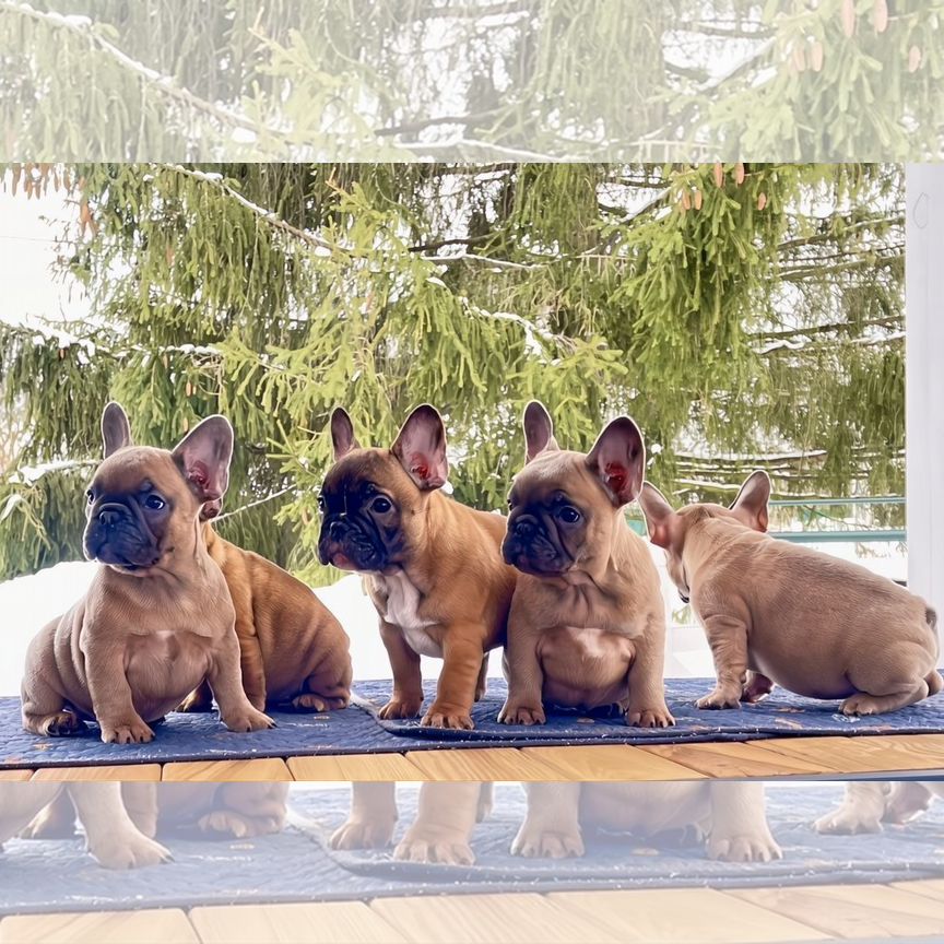 Французский бульдог, щенок