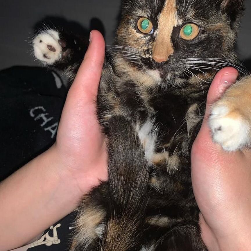 Кошка