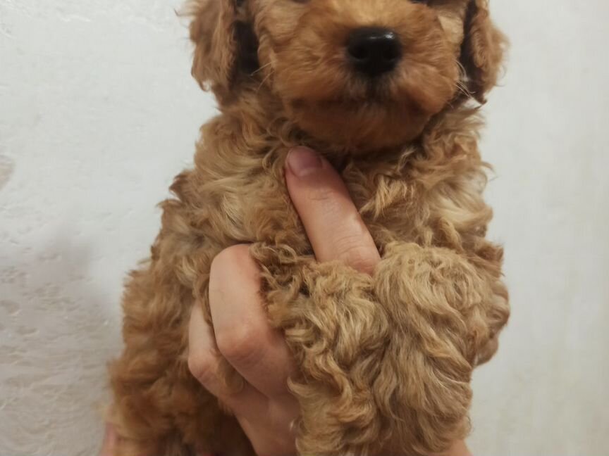 Пудель миниатюра кобель