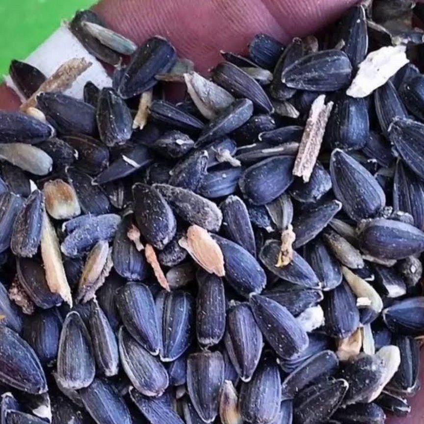 Семечки кормовые, масляничные птичкам