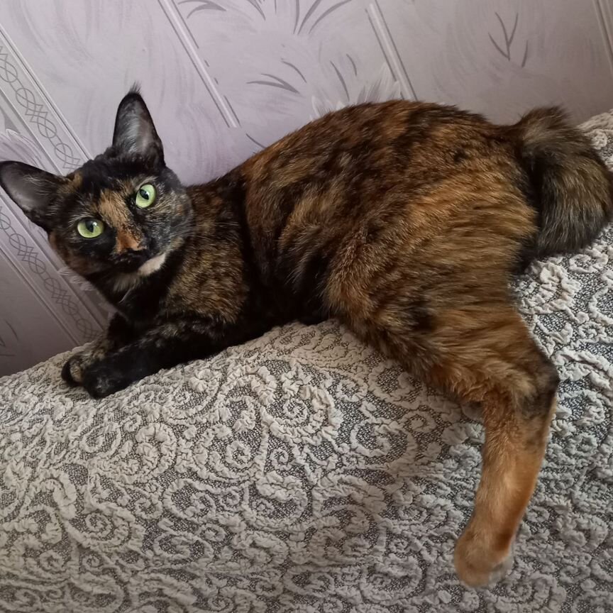 Курильский бобтейл короткошёрстный, взрослая кошка