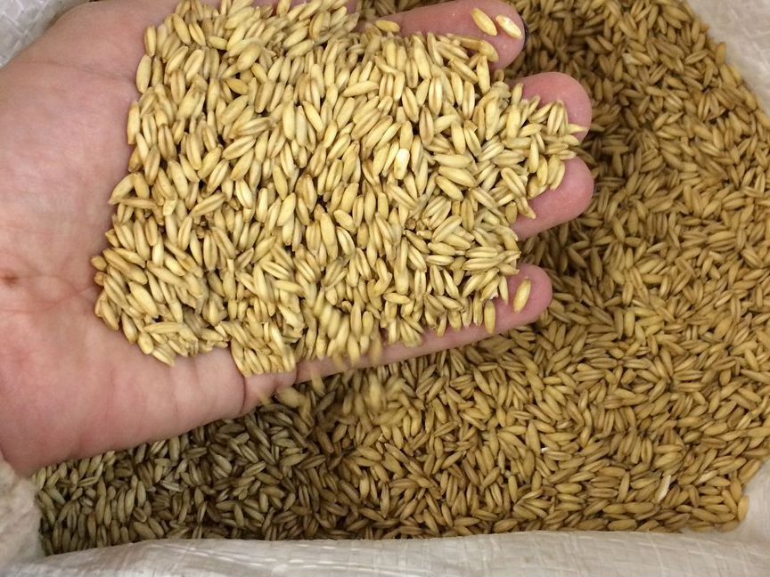 Овёс в оболочке