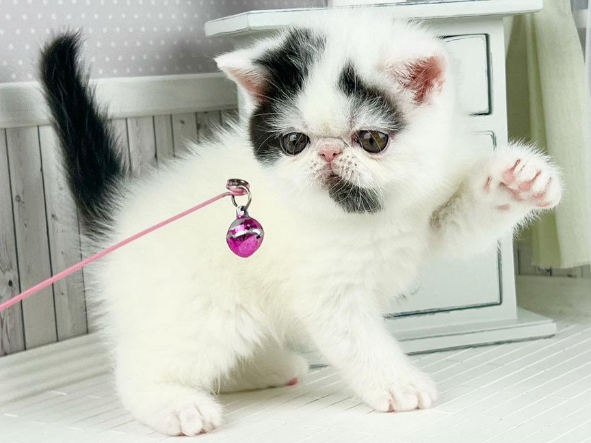 Экзотическая короткошерстная девочка