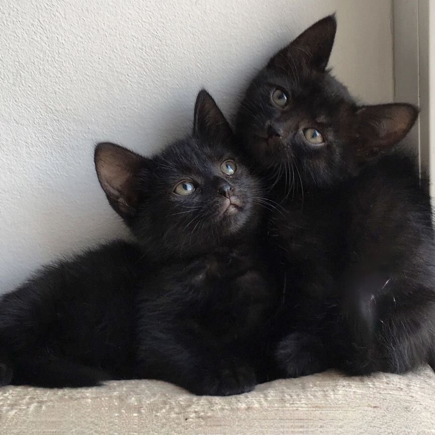 Чёрные котята в добрые руки