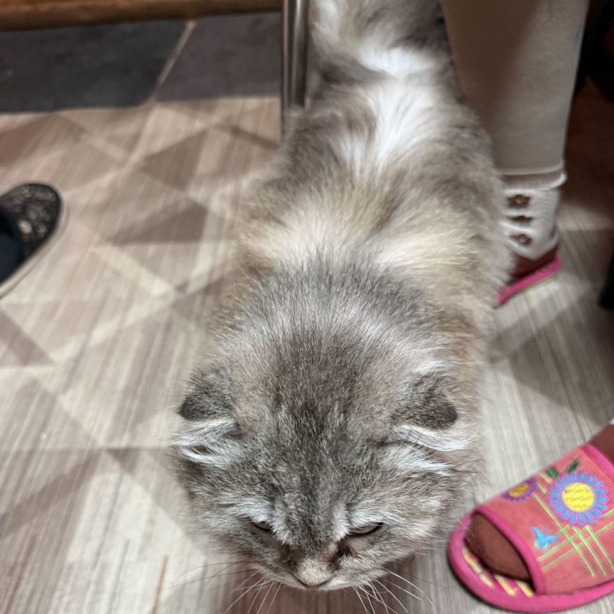 Британский длинношёрстный, взрослый кот