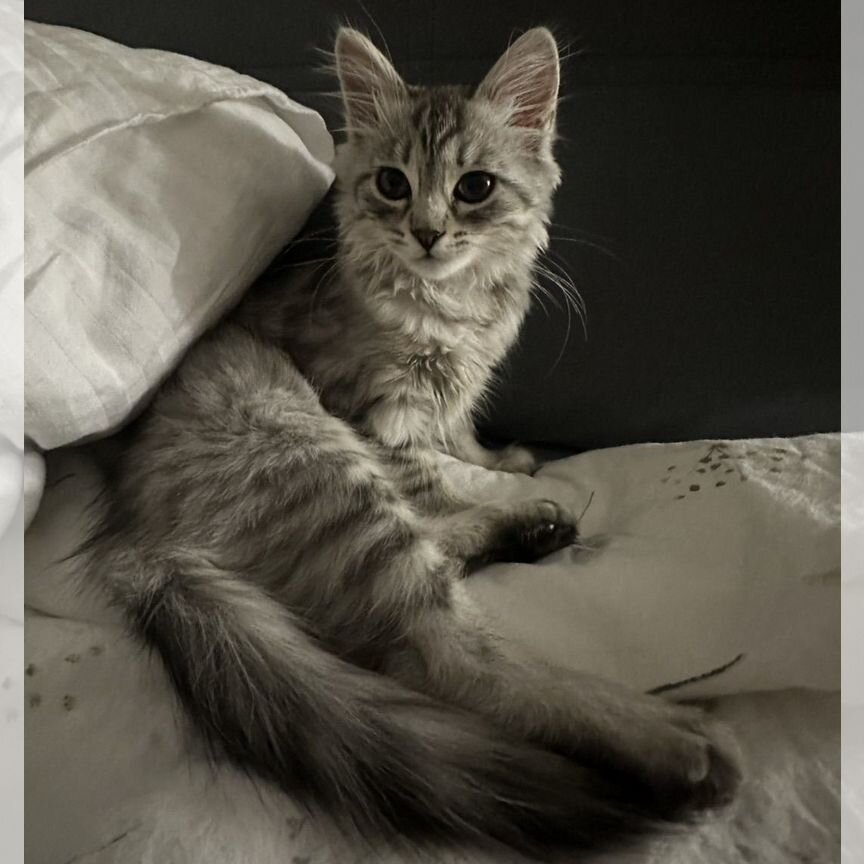 Сибирский котёнок