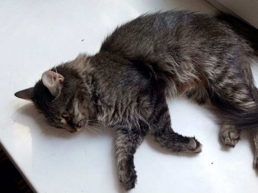Кошечка скоро может оказаться на улице