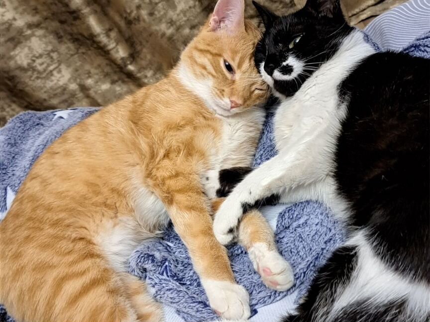 Рыжий котик