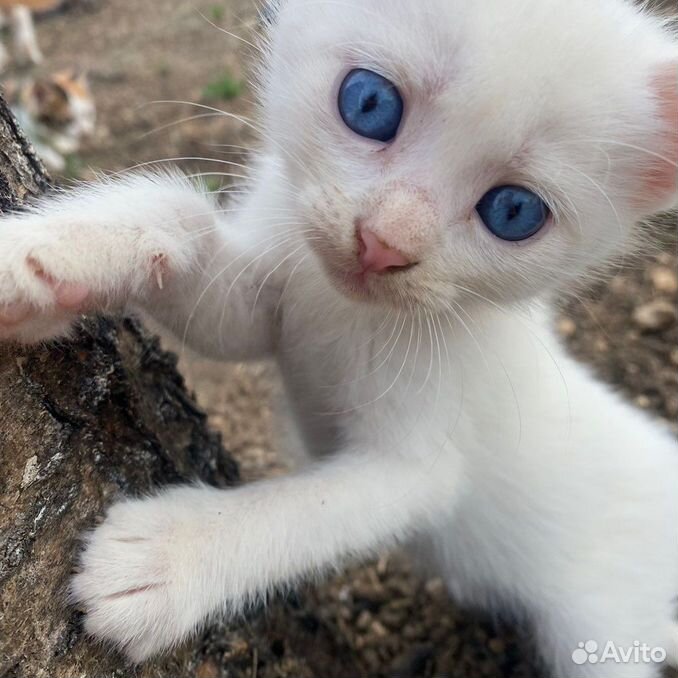 Котята милахи