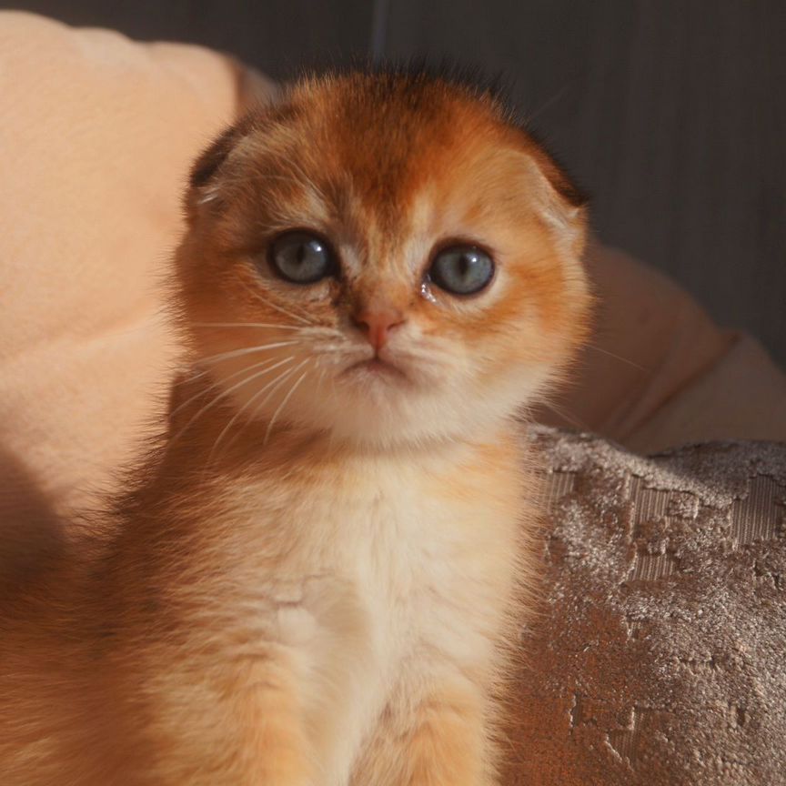 Совёнок Шотландский мальчик