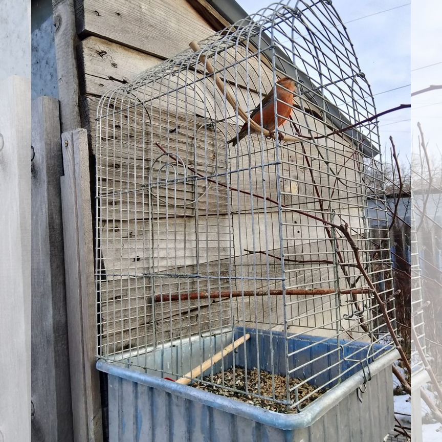 Клест еловик