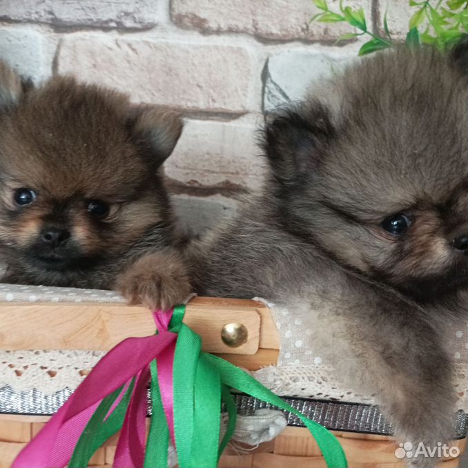 Меховые померанские комочки счастья