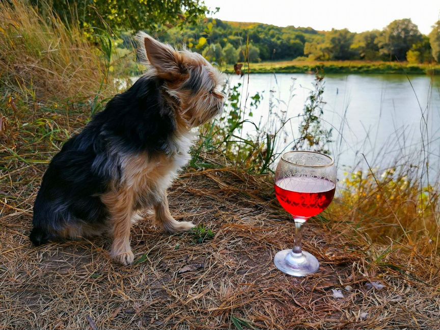 Собака в добрые руки отдам бесплатно
