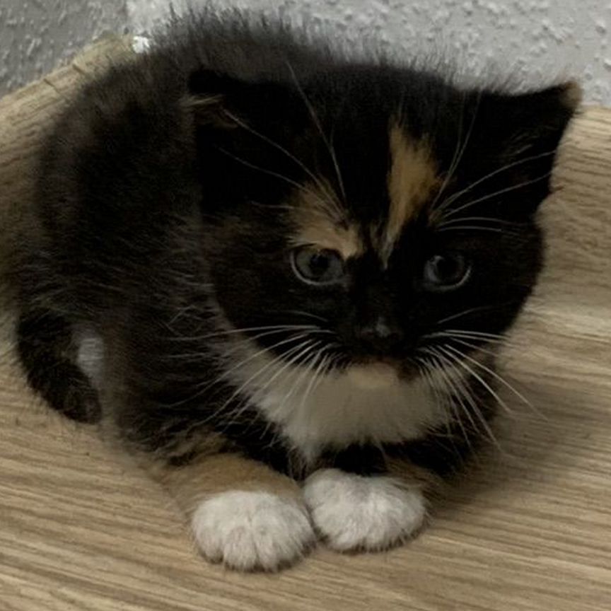 Отдам бесплатно котенка