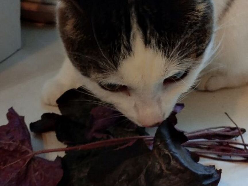 Кошка в самые добрые руки