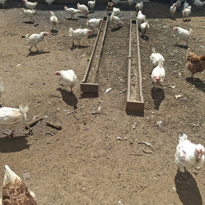 Продам полутора годовалых кур
