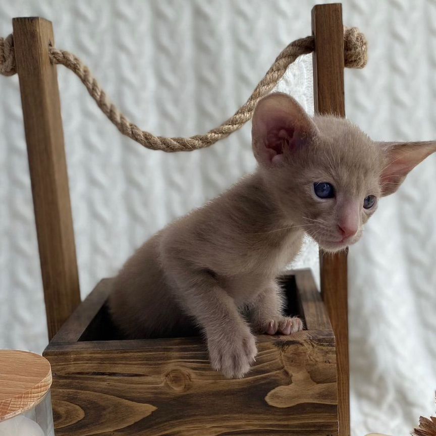 Ориентальный котёнок