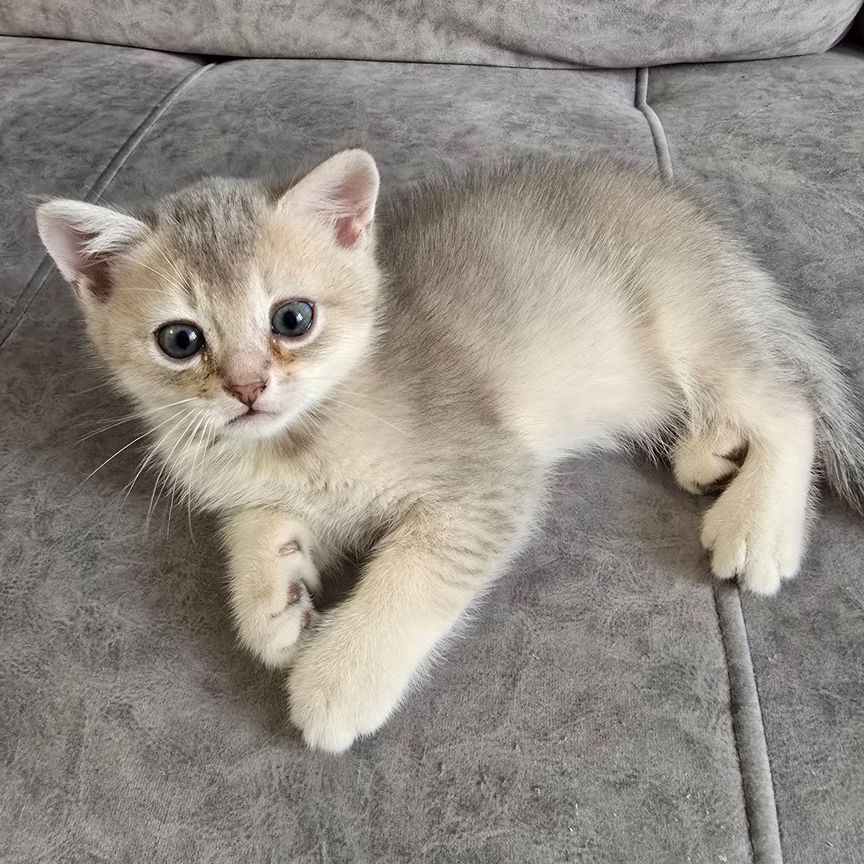Шотландский вислоухий короткошёрстный котёнок