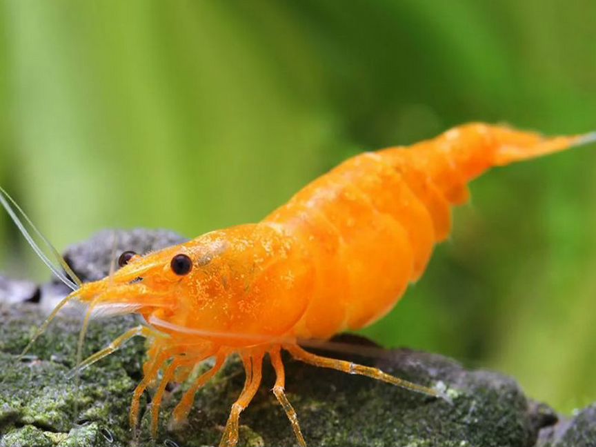Креветка мандаринка оранж - Neocaridina Orange