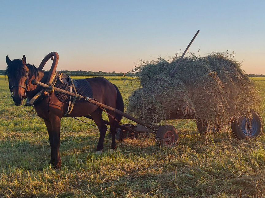 Конная телега