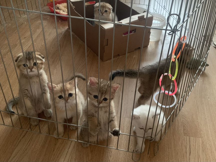 Кошки породистые