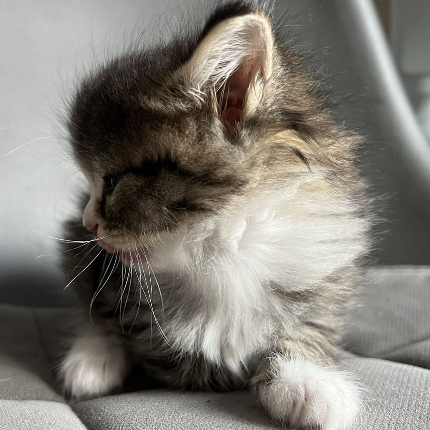 Котята от сибирской кошечки