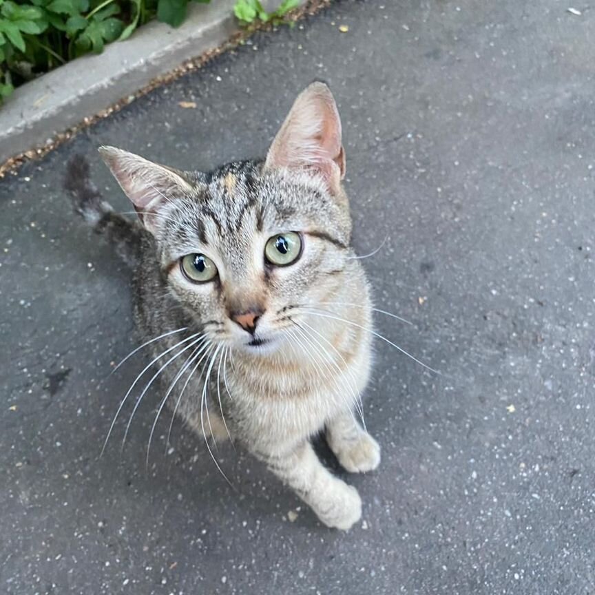 Кошечка в добрые руки