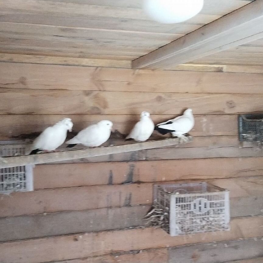 Продажа бакинских голубей