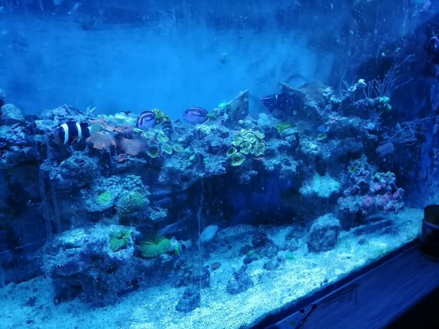 Кораллы,рыба в морской аквариум.Оборудование