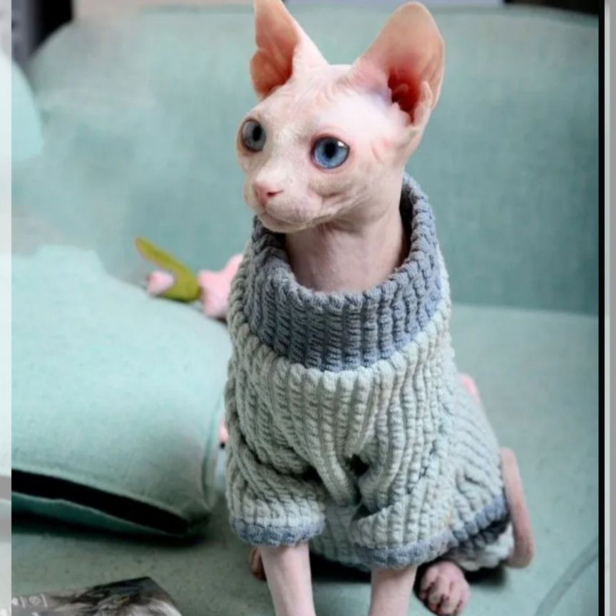 Одежда для животных