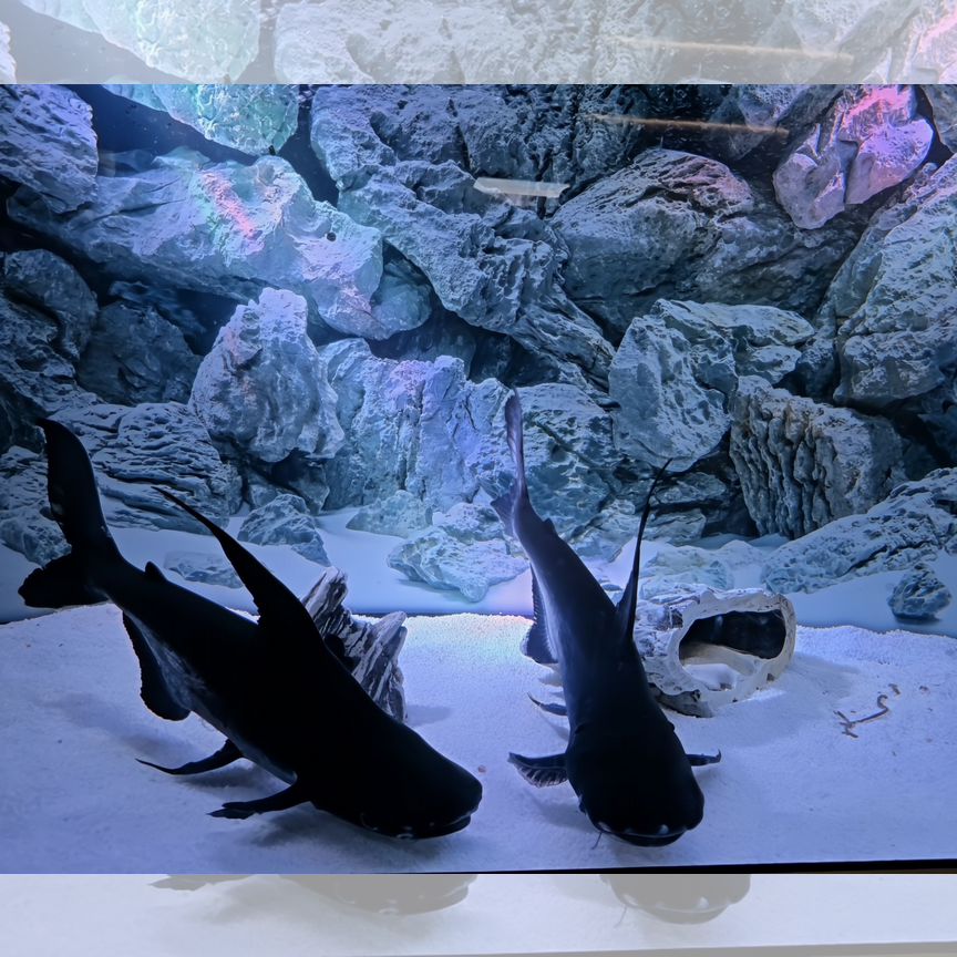 Пангасиус (акулий сом)