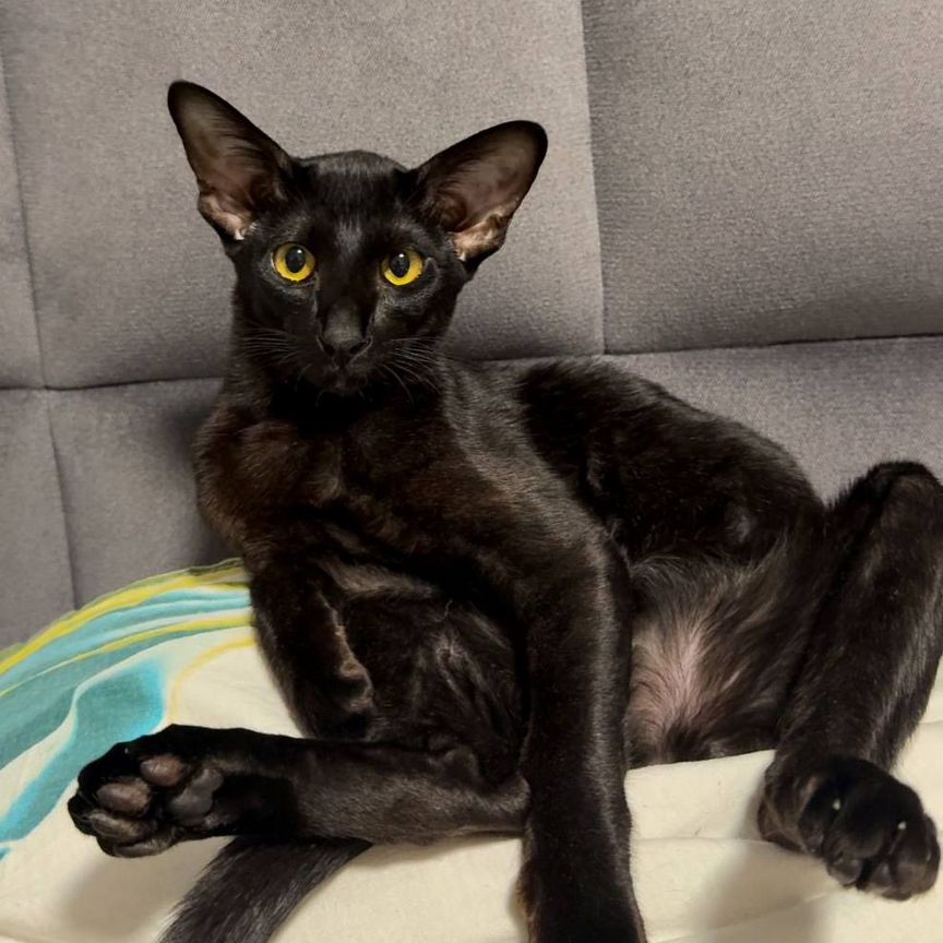 Ориентальный кот